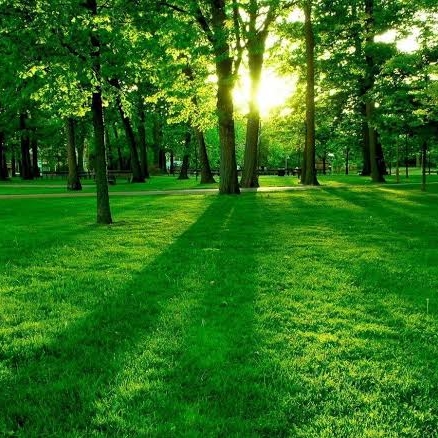 Lesser known facts about Greenery – International Journal of Research (IJR)