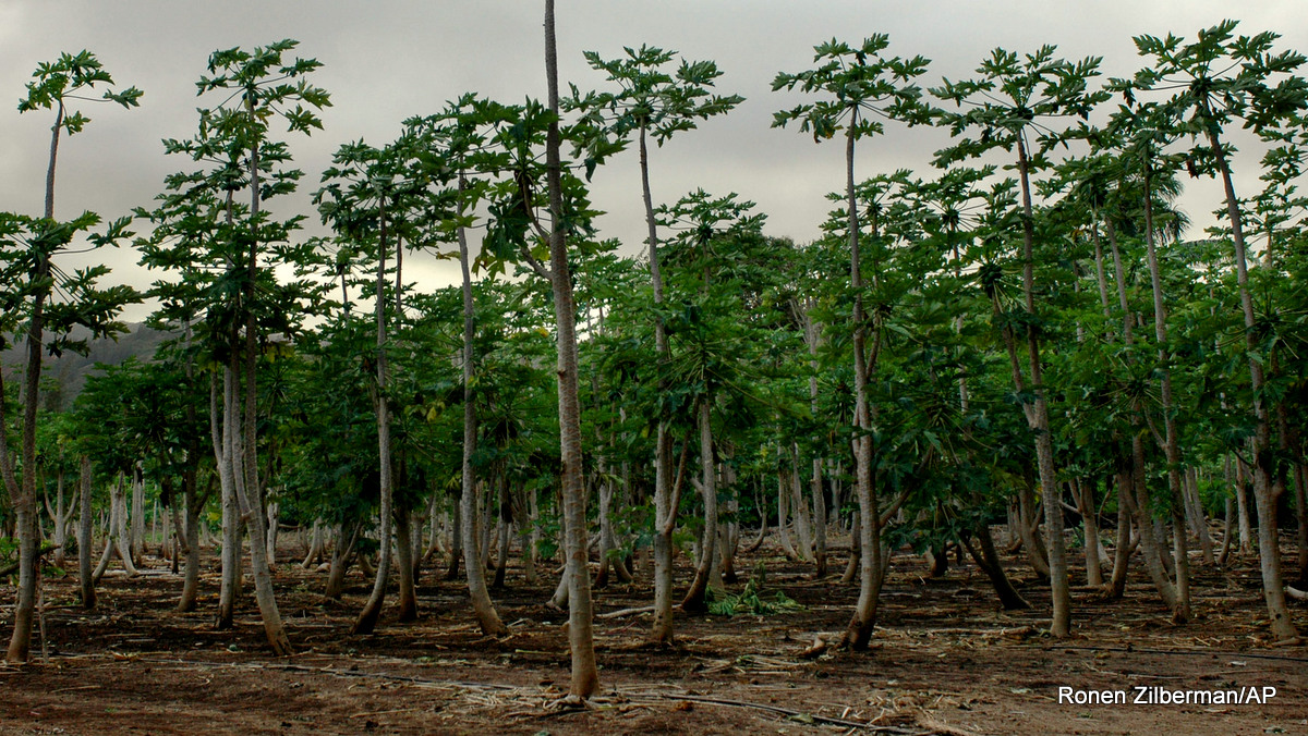 WHAT IS GENETICALLY ENGINEERED (GE) TREES? – International Journal of ...