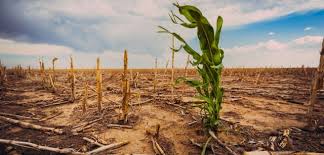 CROP FAILURE – International Journal of Research (IJR)