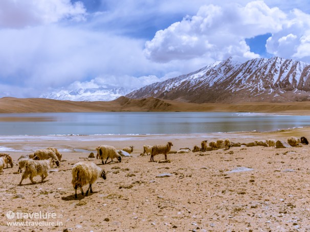 Interesting Facts about Ladakh – International Journal of Research (IJR)