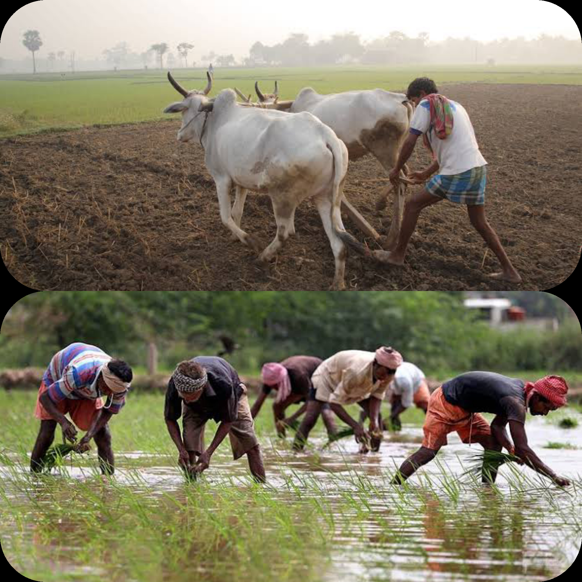 ANCIENT FARMING – International Journal of Research (IJR)