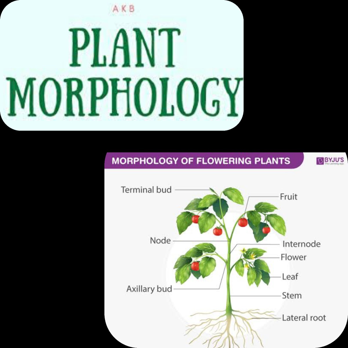Plant morphology – International Journal of Research (IJR)
